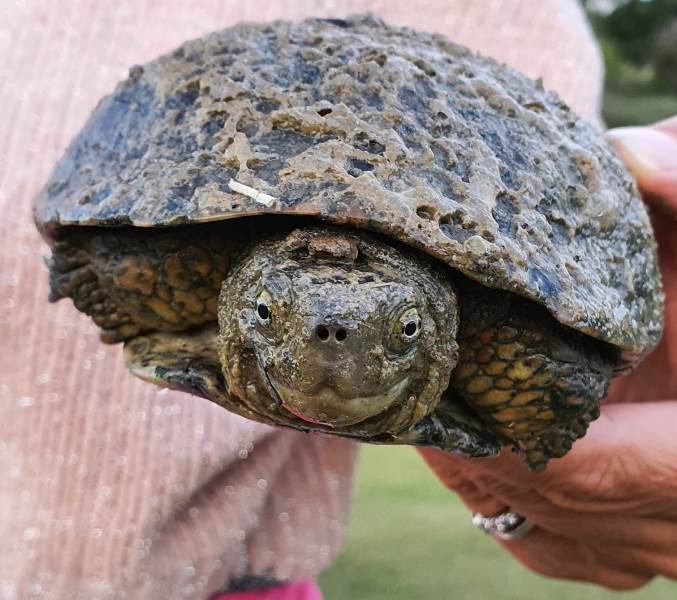 Terrapins in Trouble on Spain’s Costa del Sol as Local Residents Fight ...