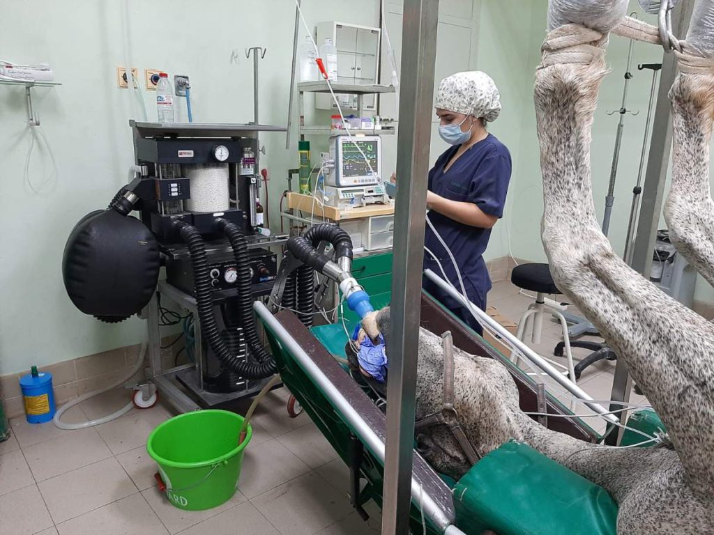 Chulo recovering in horse hospital but needs your help
