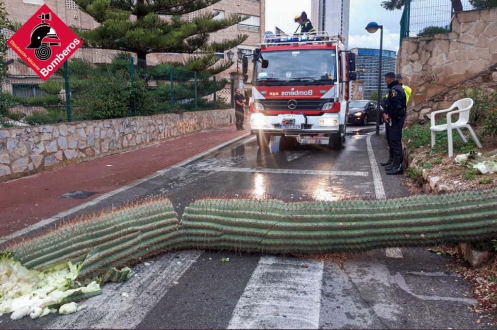Firefighters to the rescue after giant cactus calamity in Spain « Euro ...