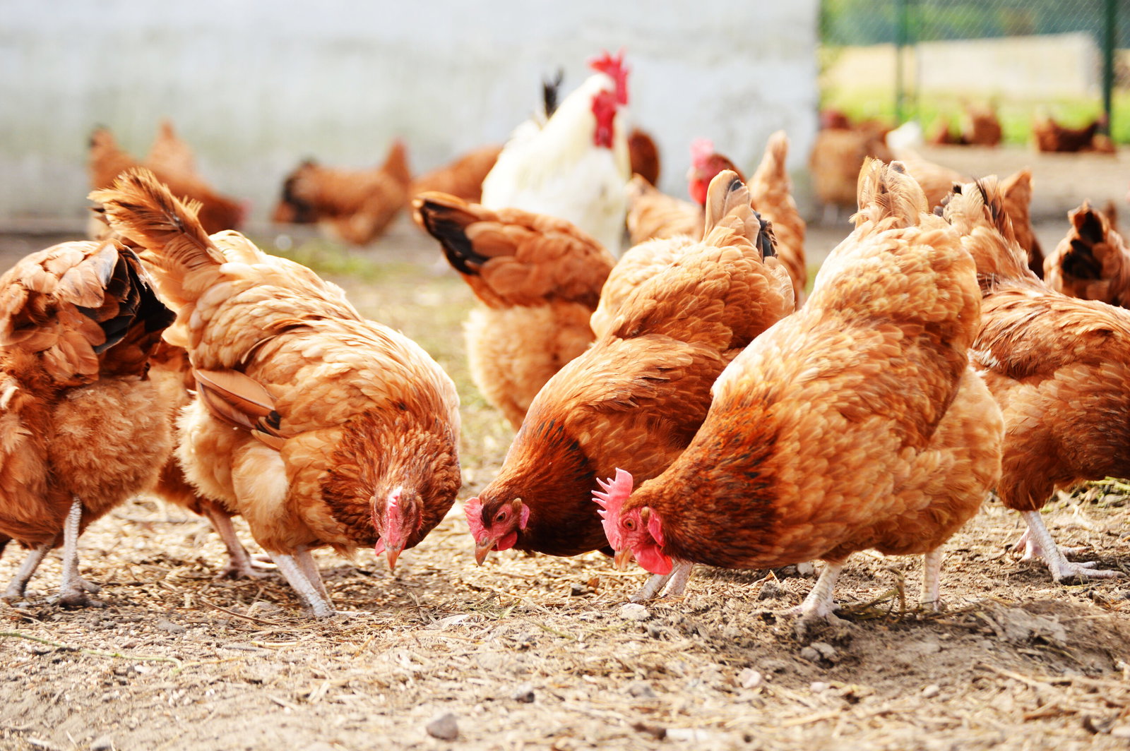 Tragedy as 11-year-old girl dies from bird flu in Cambodia « Euro ...