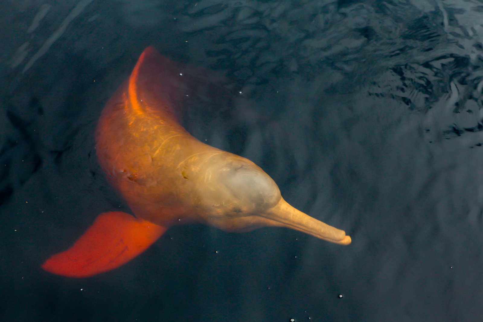 Horror dolphin attack on Brit woman—she almost lost her foot « Euro ...