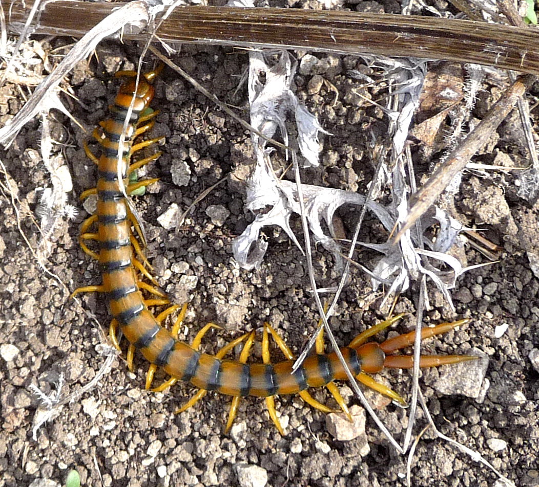 Meet Spain’s Creepy Crawlies - Part 1