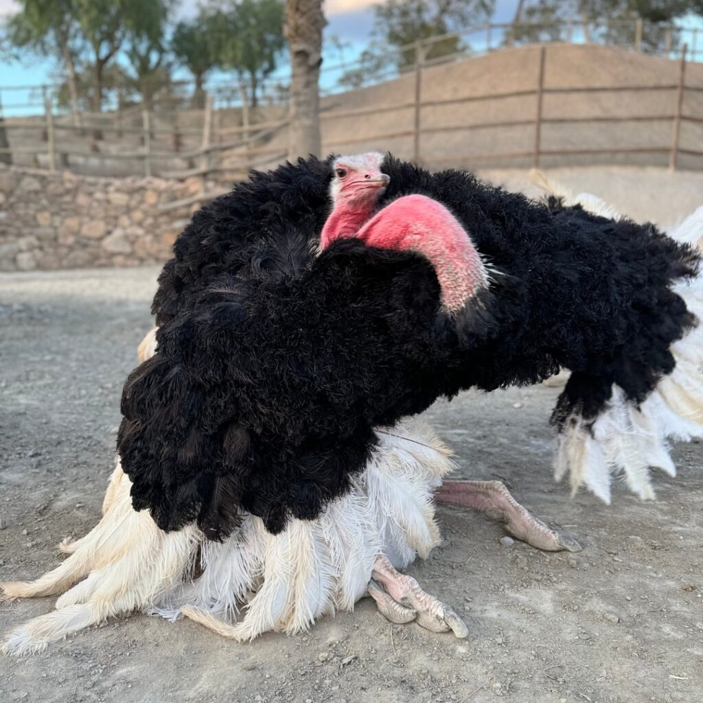 Rare ostrich egg stolen « Euro Weekly News