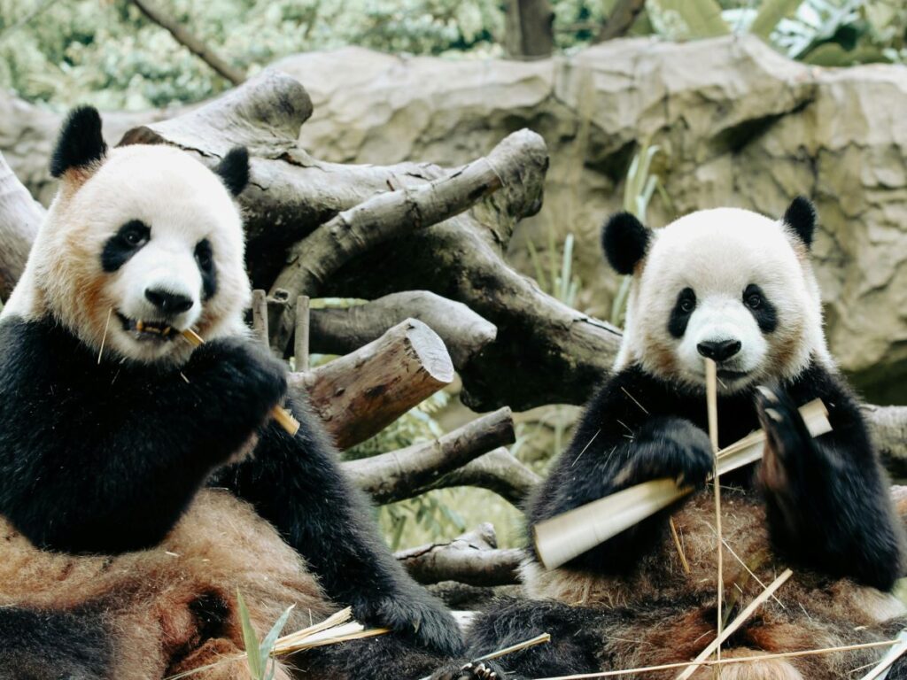 Pandas return from Spain to China « Euro Weekly News