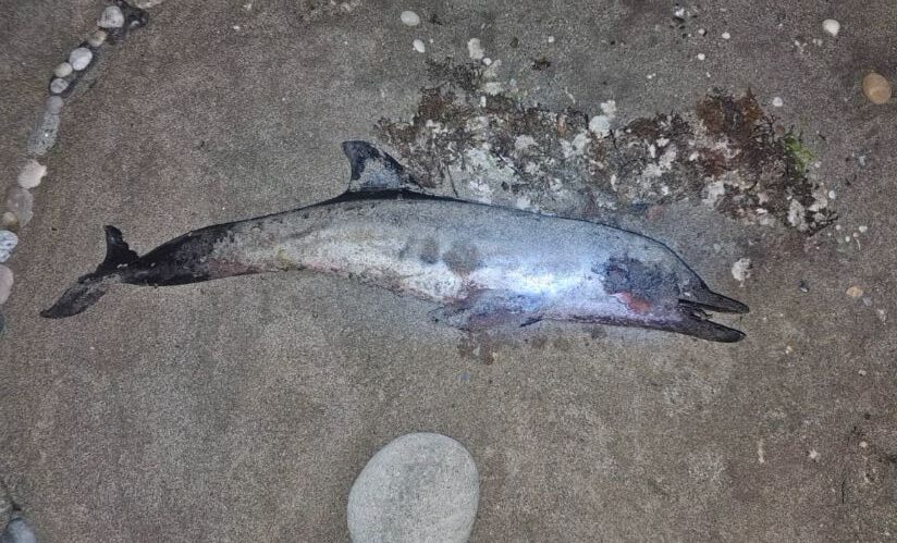 Dead dolphin discovered on Mojacar beach « Euro Weekly News