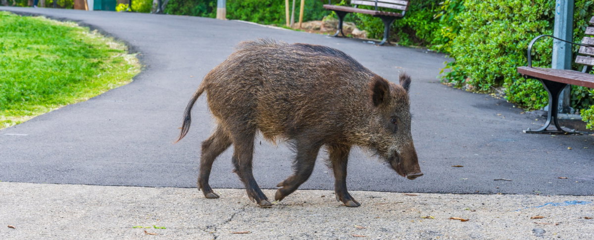 Crash with boar puts woman in hospital « Euro Weekly News