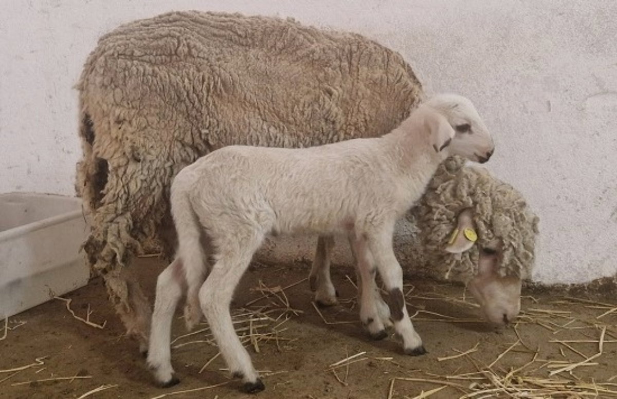 Teodoro: Spain’s genetically modified lamb « Euro Weekly News