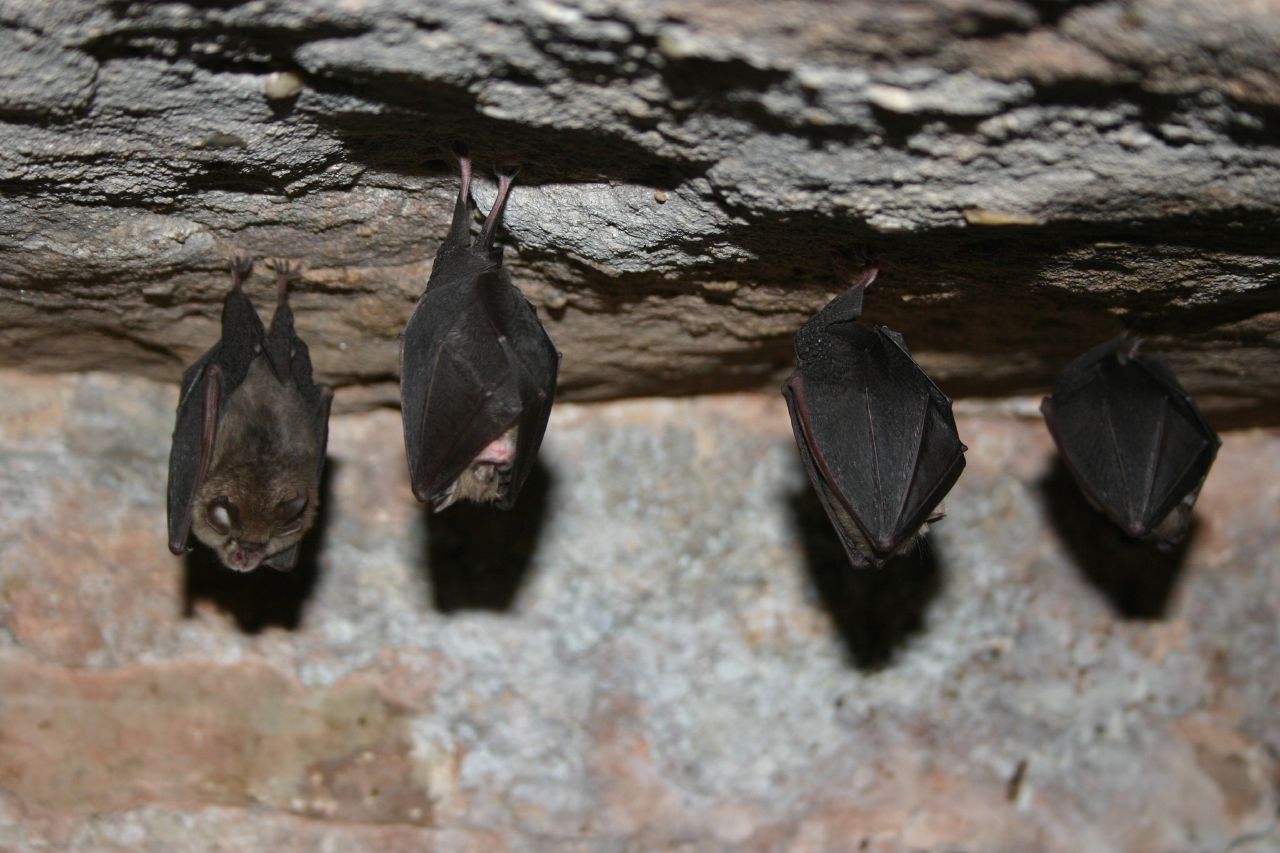 Parliamentary vote to decide on bats vs humans « Euro Weekly News