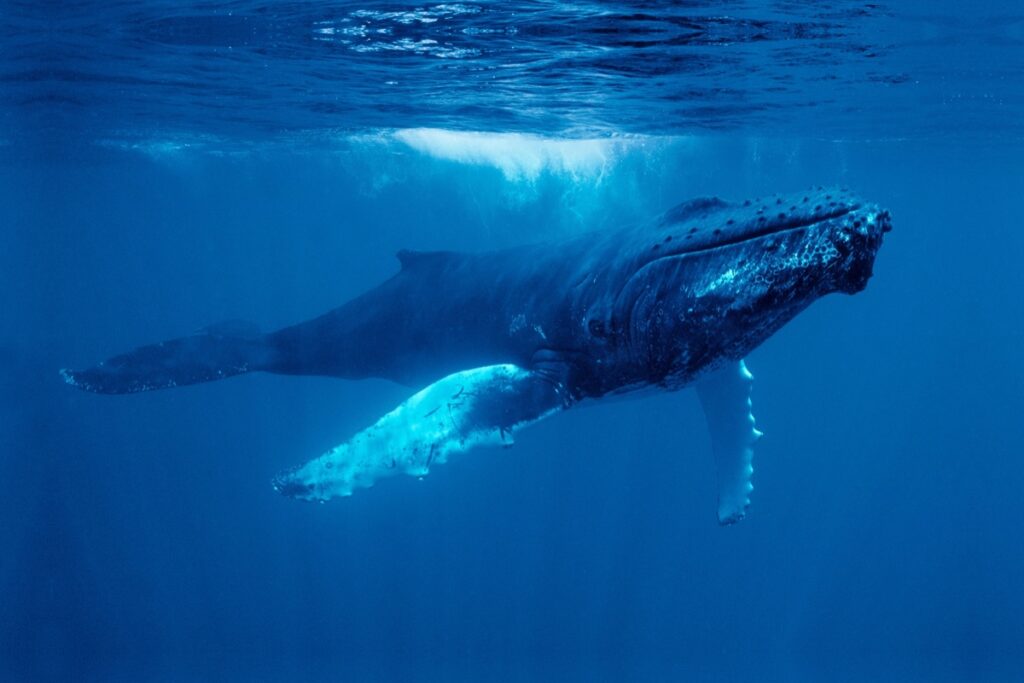 20-minute conversation between whale and human « Euro Weekly News