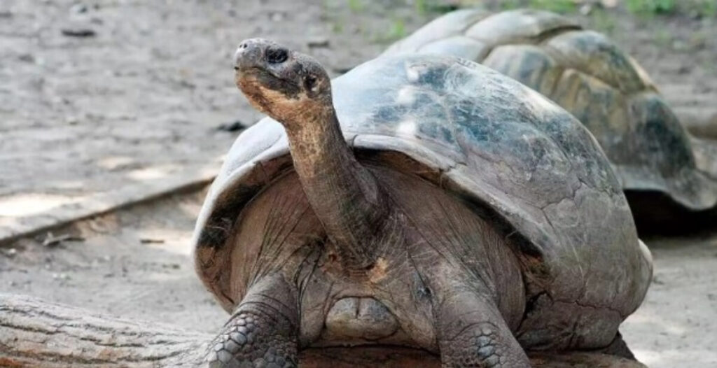 Endangered tortoise Mommy, 97 gives birth « Euro Weekly News