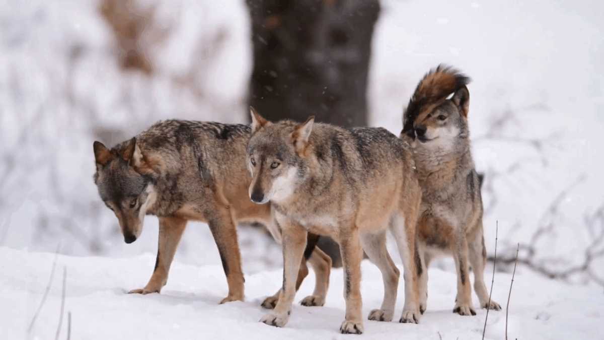 Wolf tracking tourism boosts conservation « Euro Weekly News