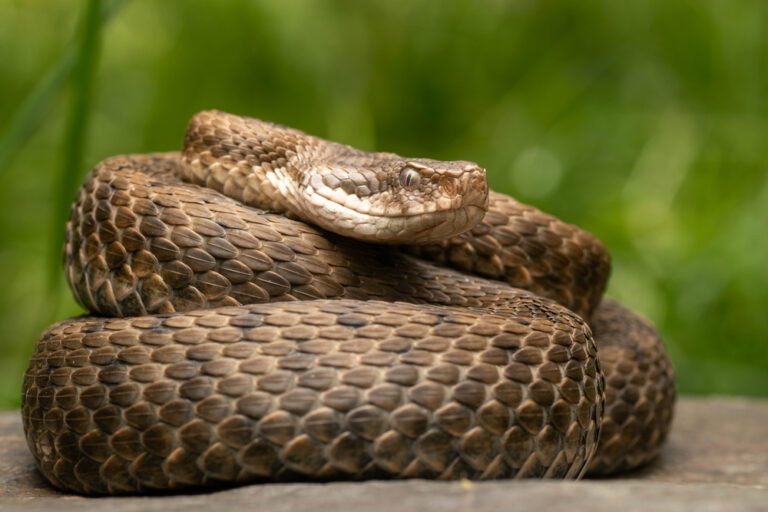Spain’s Top 5 Deadliest Snakes April « Euro Weekly News