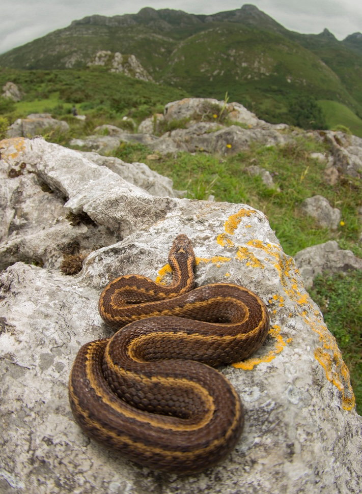 Spain’s Top 5 Deadliest Snakes April « Euro Weekly News