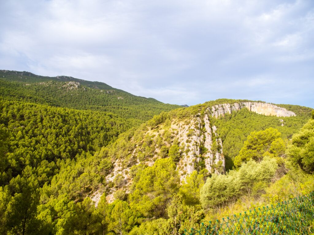 Drought, storms, and pests ravage Murcia’s forests « Euro Weekly News