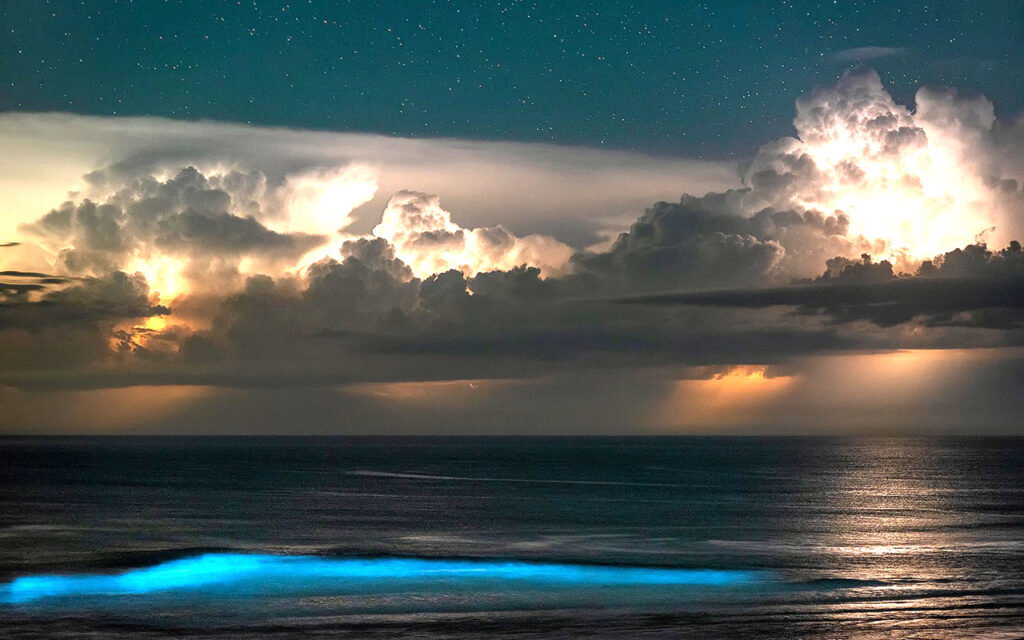 A rare night of bioluminescence « Euro Weekly News