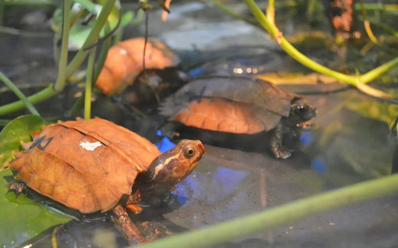 Rare turtles trafficked from China « Euro Weekly News