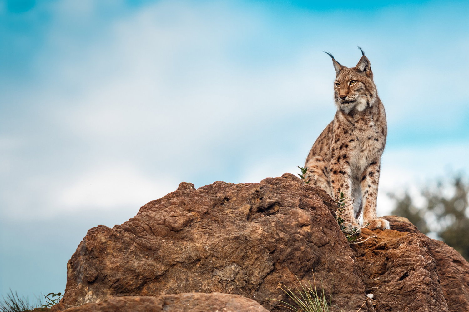 Iberian lynx population rebounds to record levels « Euro Weekly News