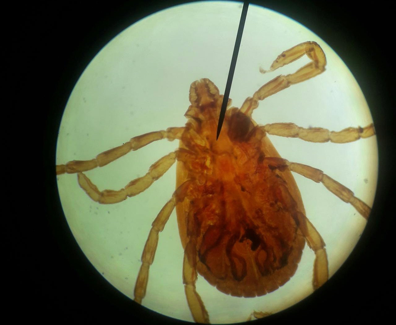 Rare and potentially deadly virus in Spain « Euro Weekly News