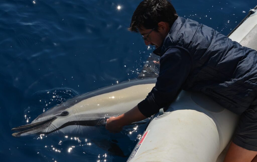 Dolphin Crisis: eu turns a blind eye as species disappears « Euro ...