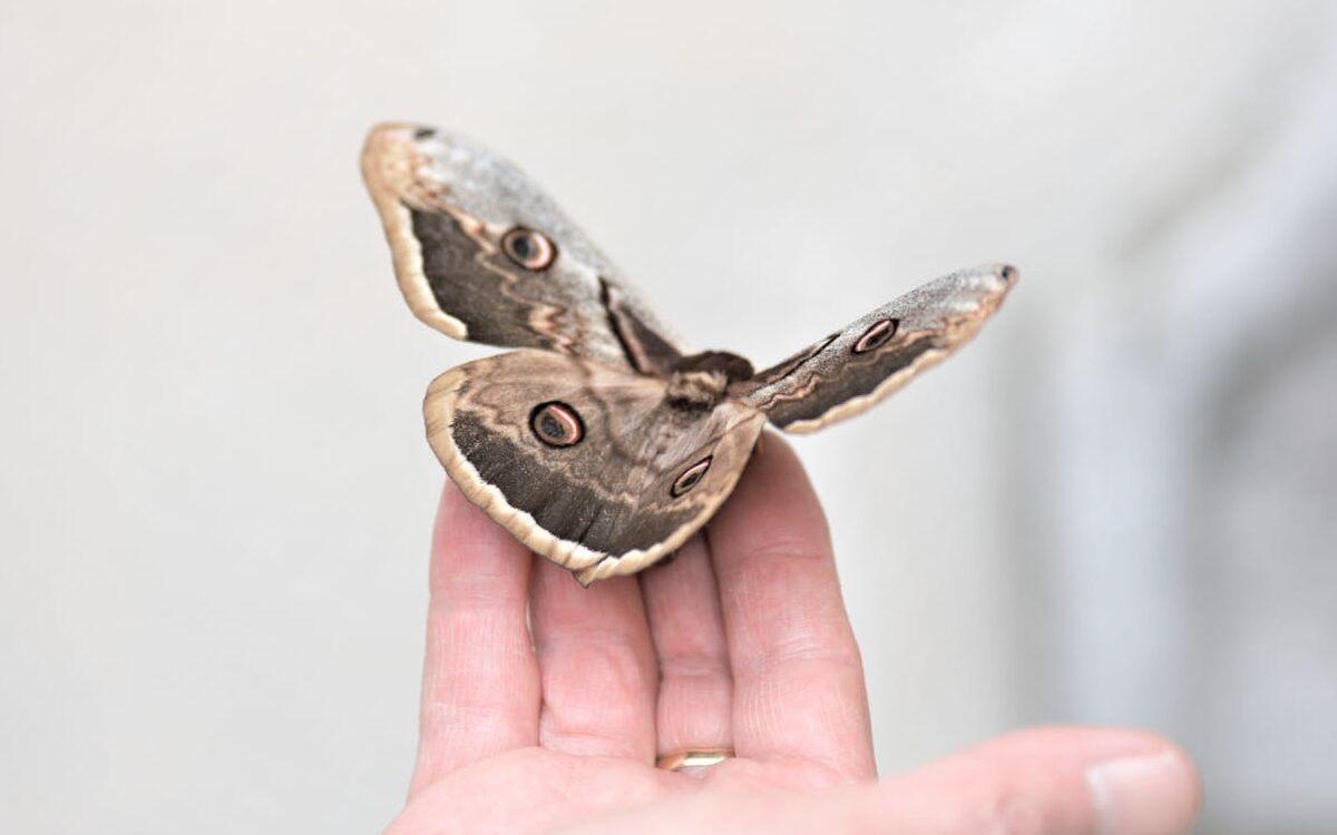 Giant moths becoming an issue in Spain « Euro Weekly News