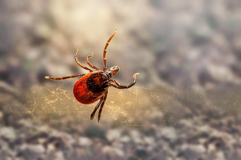 Madrid warns of potentially deadly tick bites « Euro Weekly News