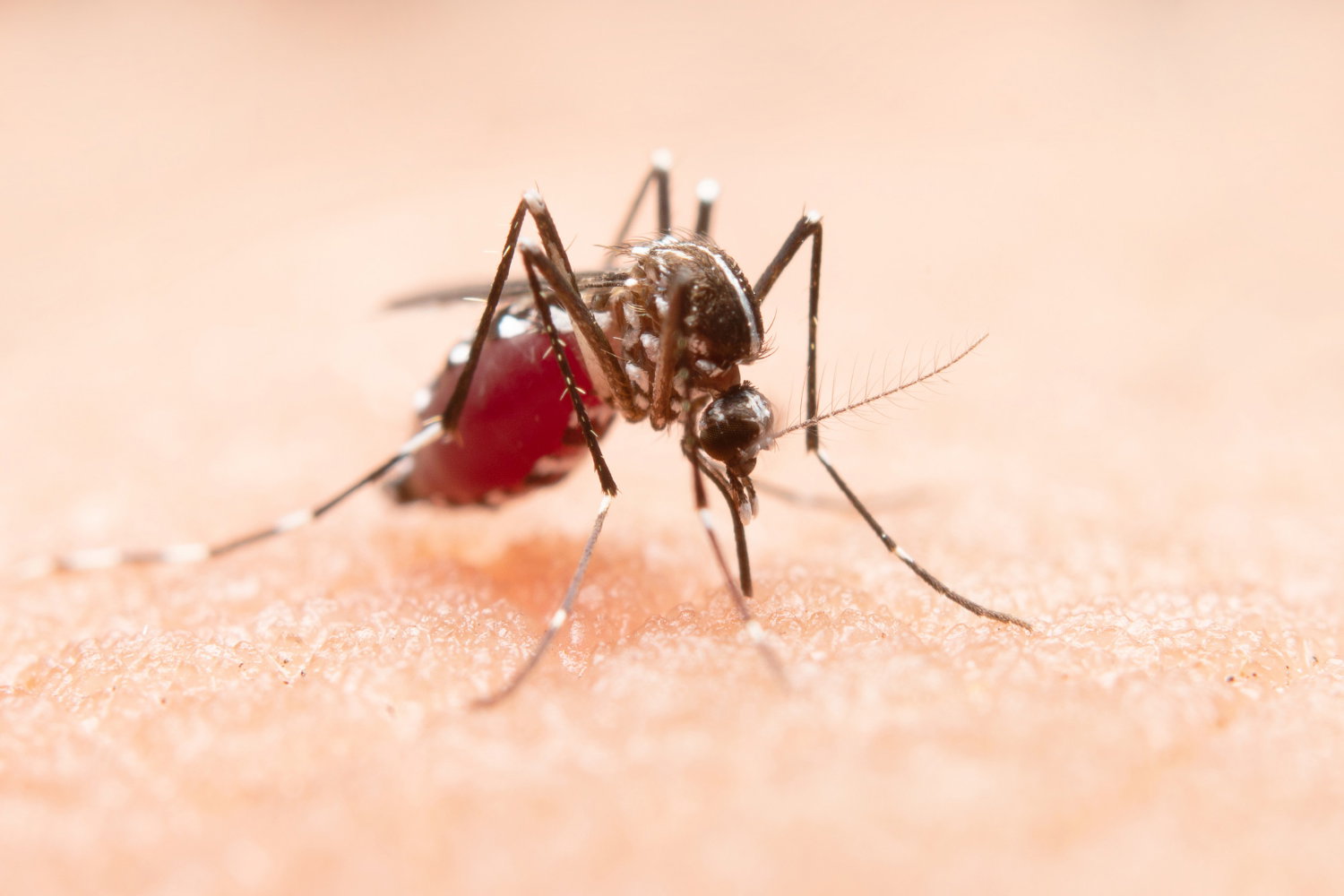 Western Nile Virus kills two in Italy « Euro Weekly News