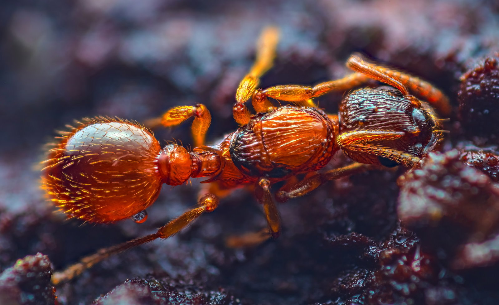 Watch out! New ant species in Spain can cause intense allergies and ...