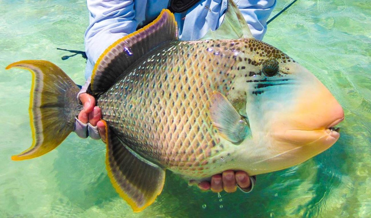Fish-attack in Playa de Palma « Euro Weekly News