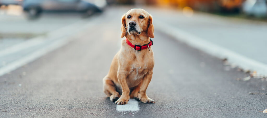 Warning system to stop animal crashes in Spain « Euro Weekly News