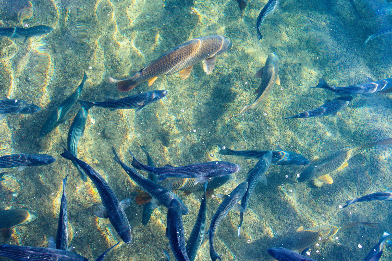 Mallorca fish are biting tourists « Euro Weekly News