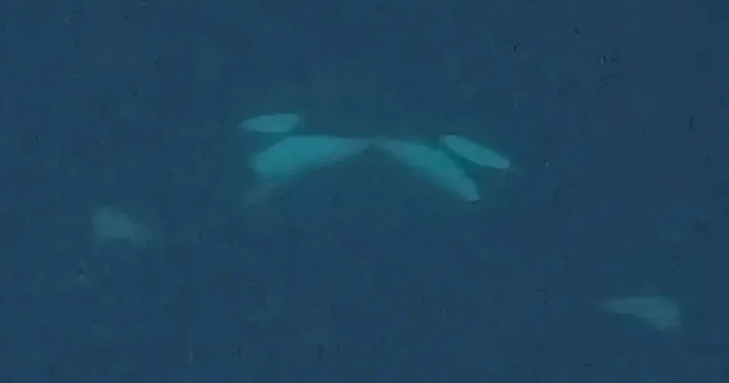 Wild orcas seen “kissing” for the first time « Euro Weekly News
