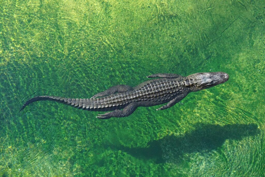Crocodile spotted in Parc de la Mar? « Euro Weekly News