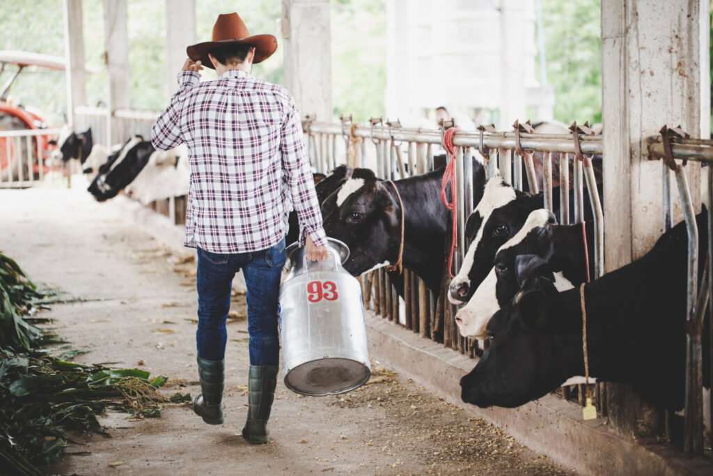 UK Dairy farmers warn of labour shortage « Euro Weekly News