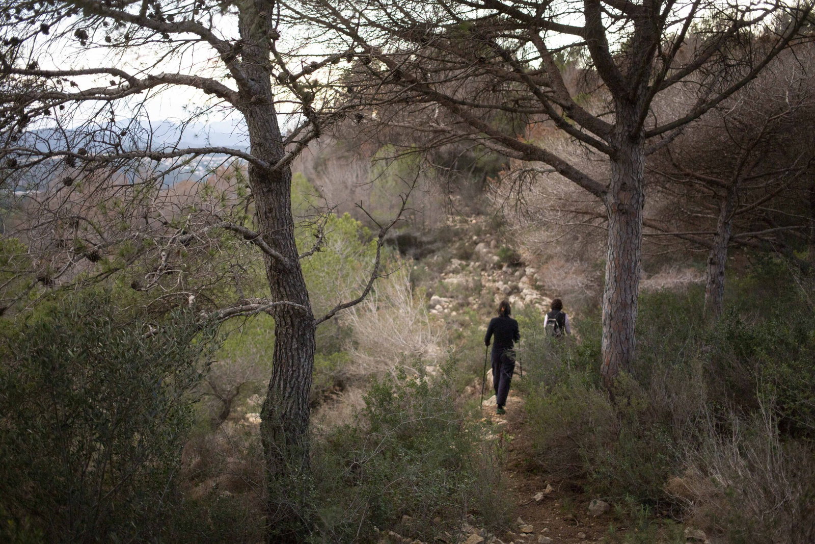 Ban on hiking or crossing forest paths « Euro Weekly News