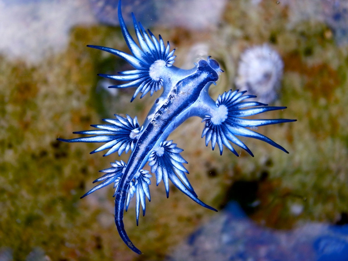 Costa Blanca ‘blue dragon’ alert « Euro Weekly News