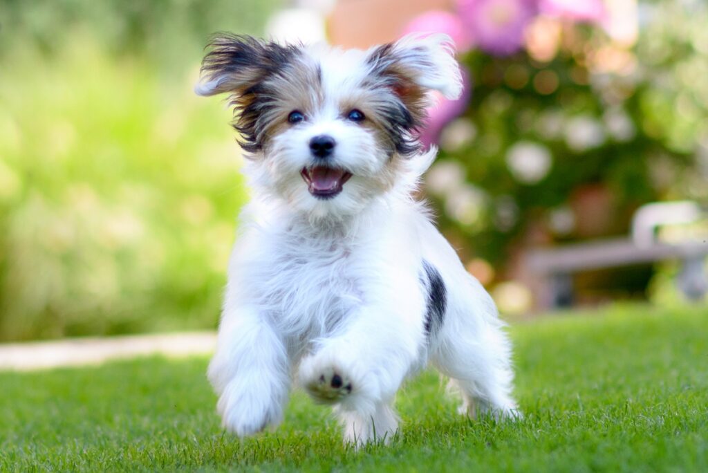 Deadly Dog Virus Outbreak in France « Euro Weekly News