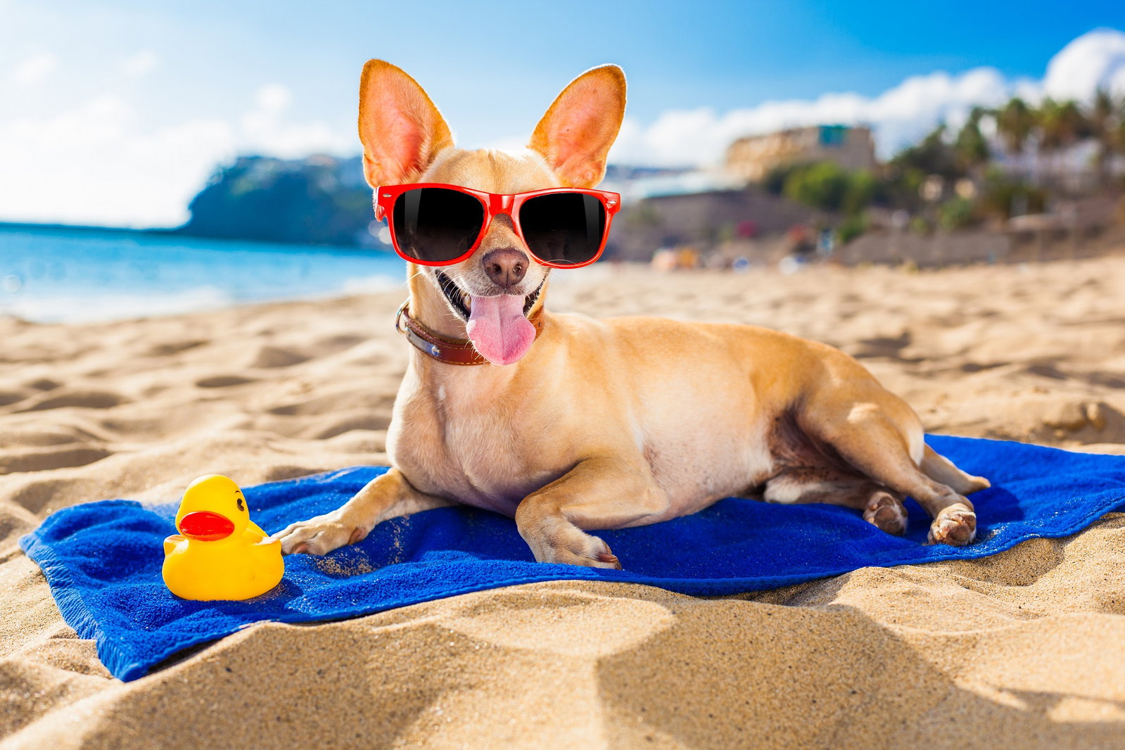 Eight dog-friendly beaches in Mallorca « Euro Weekly News