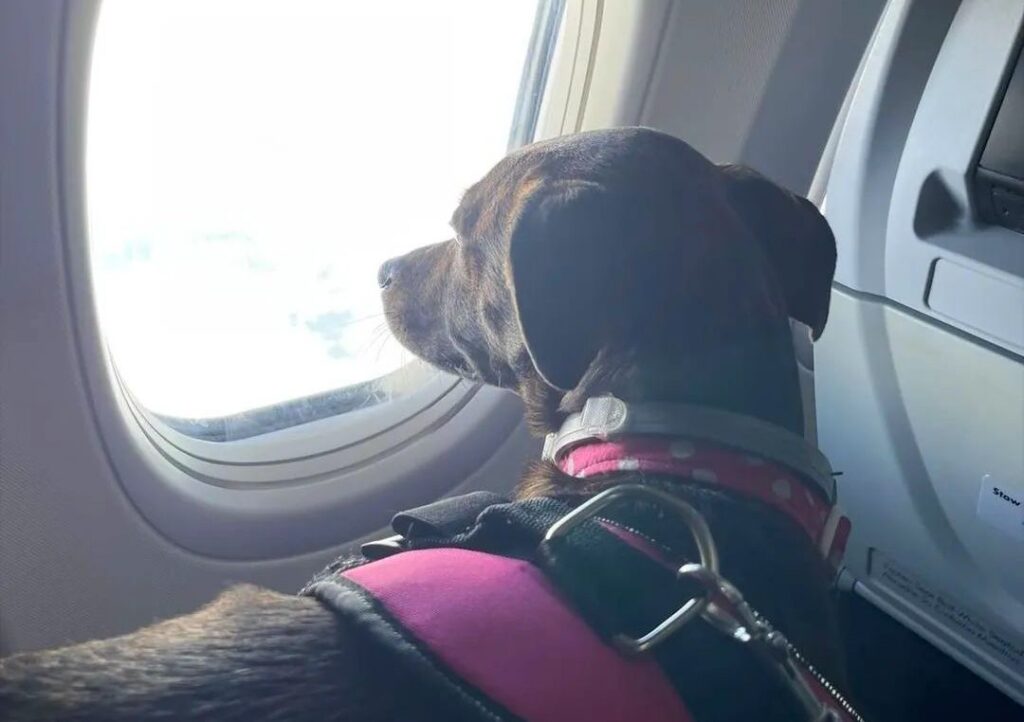 Italy allows large dogs to travel in cabin « Euro Weekly News