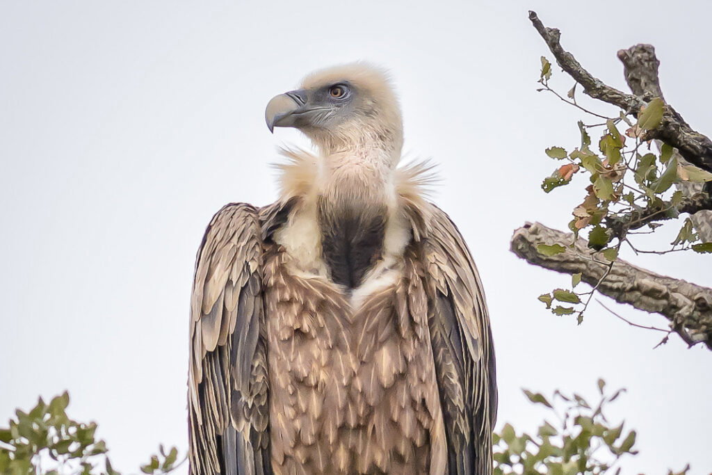 Firefighters to rescue a vulture in Benidorm « Euro Weekly News