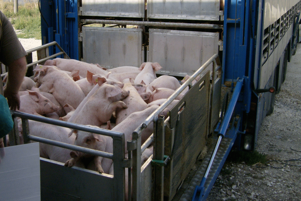 Reform of live animal transport in Europe « Euro Weekly News