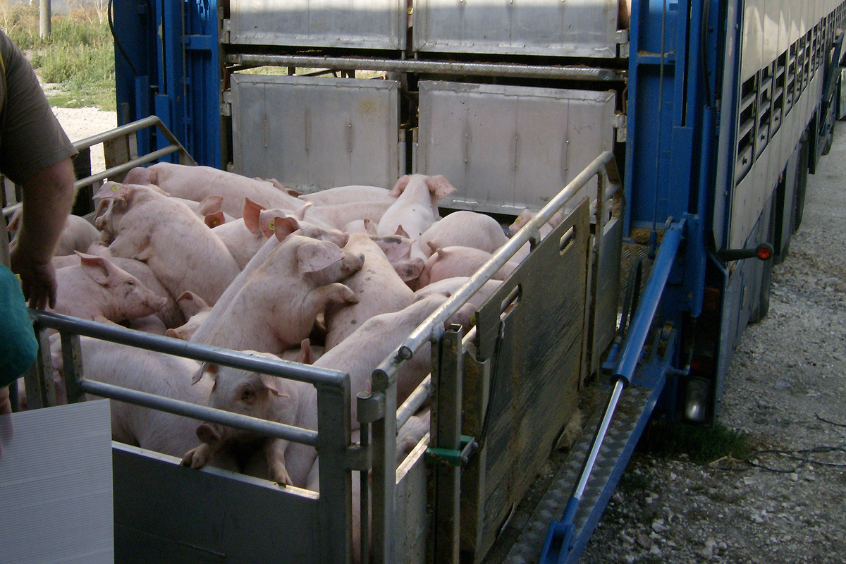 Reform of live animal transport in Europe « Euro Weekly News