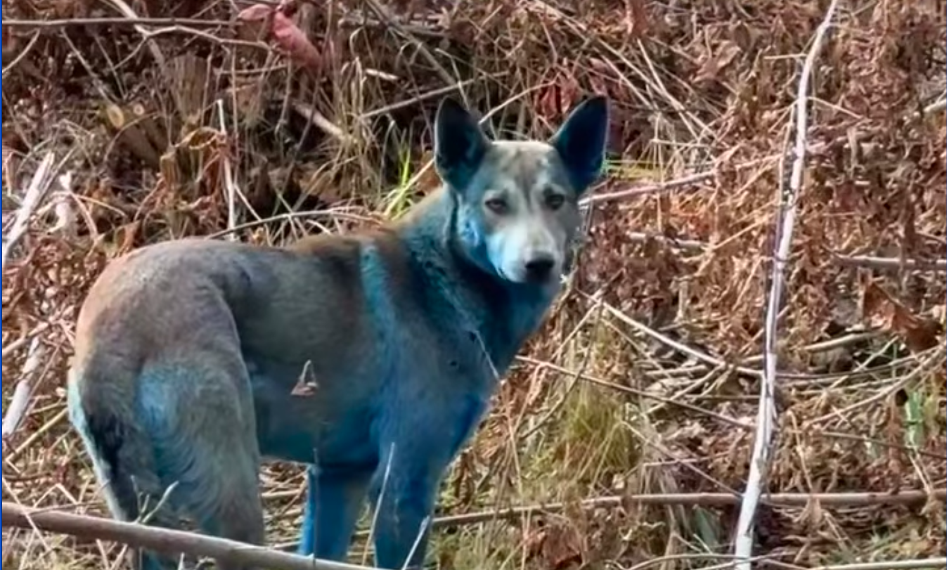 Radioactive rovers? Chernobyl blue dogs stun scientists. « Euro Weekly News