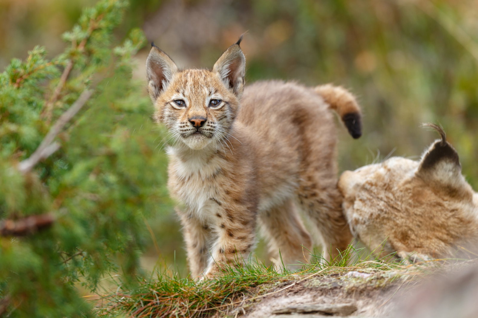 Iberian lynx cubs born in Murcia « Euro Weekly News