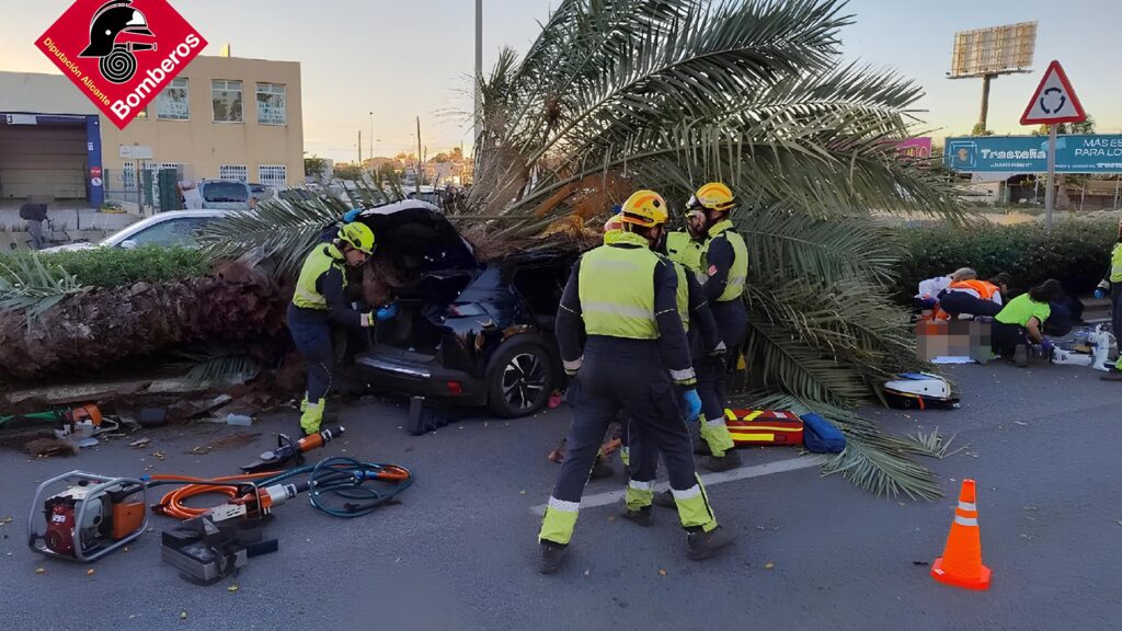 Palm tree collapses - kills driver, Torrevieja « Euro Weekly News