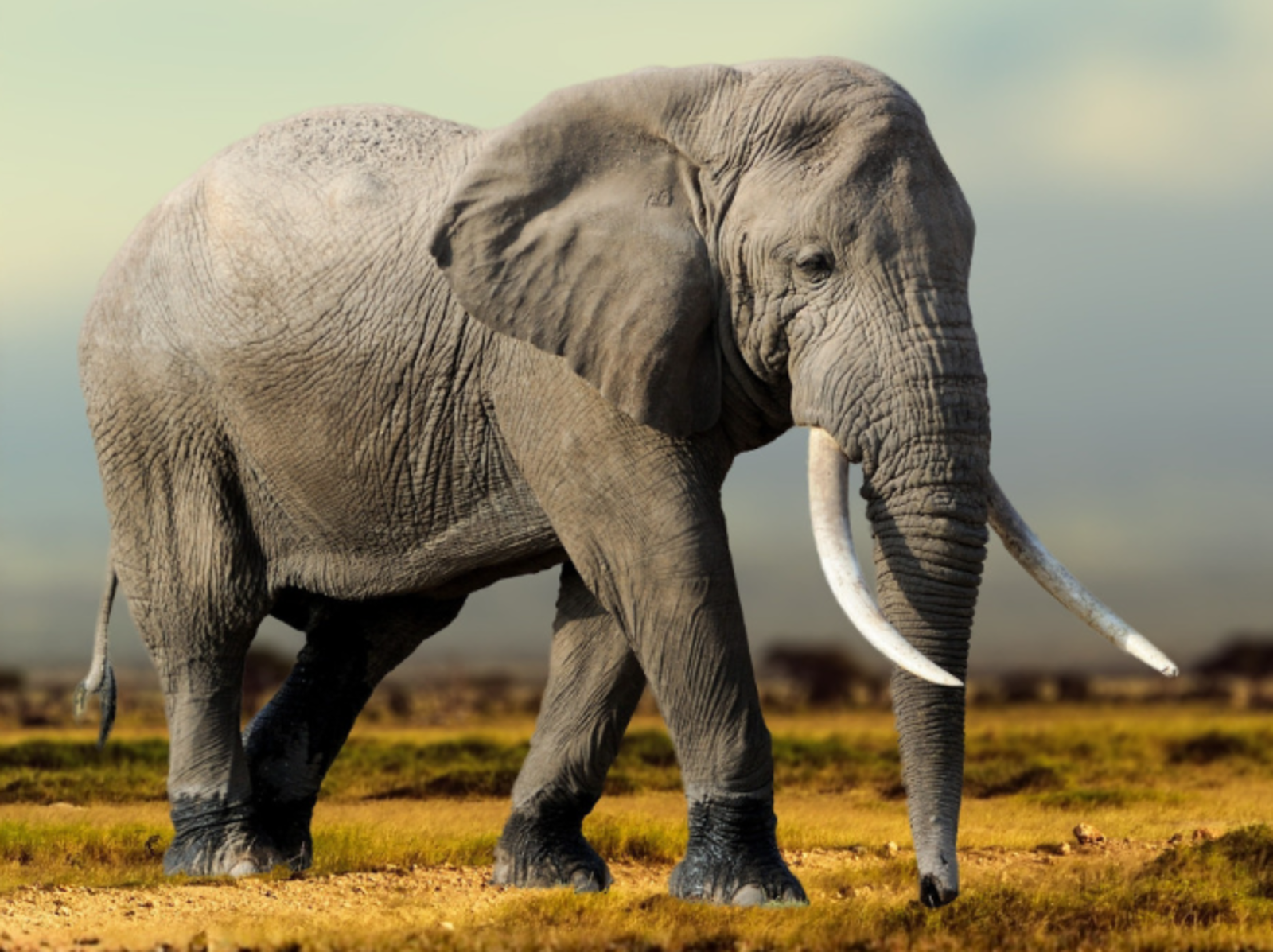 Europe’s first major elephant sanctuary « Euro Weekly News