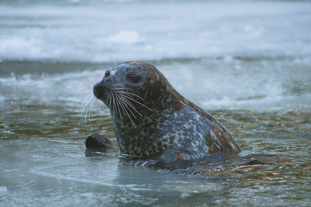 Finland may swap national animal from bear to seal « Euro Weekly News
