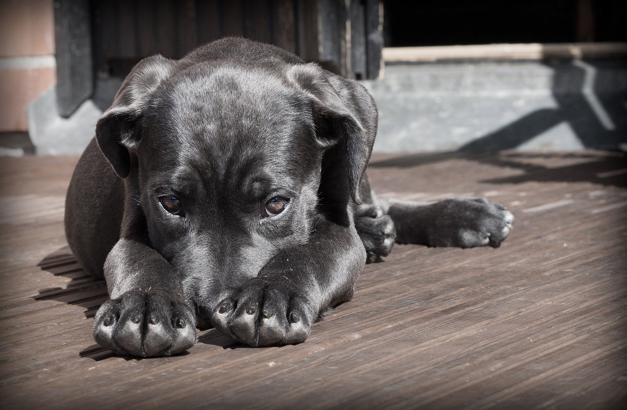Miramar shopping centre shines a spotlight on black dog syndrome « Euro ...