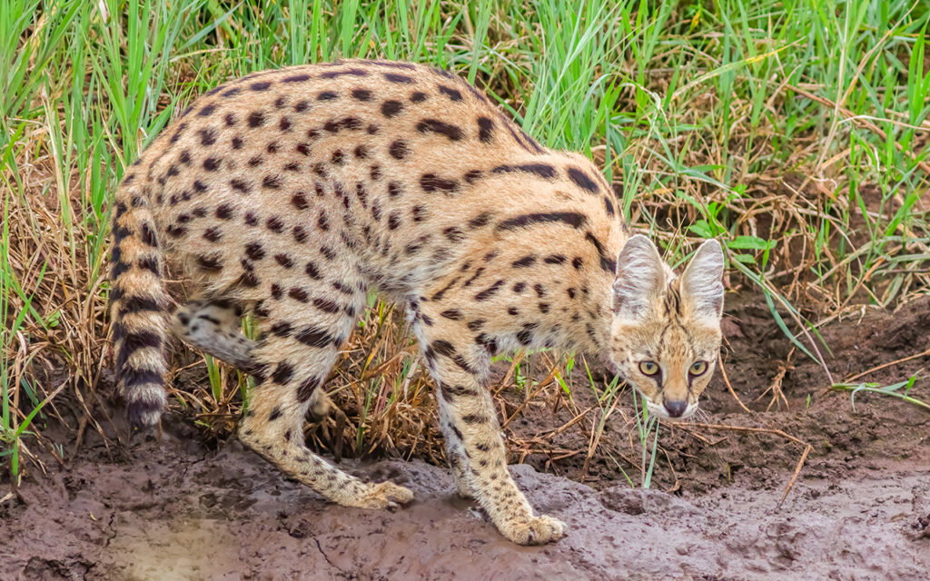 Social media myth bust: rescued serval shows why exotic pets aren’t for ...
