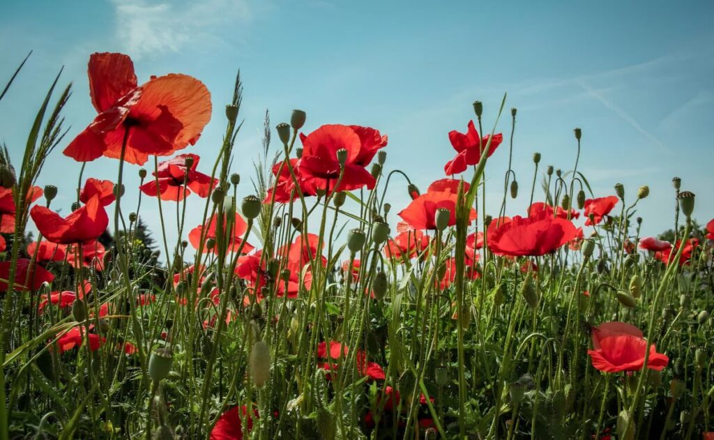 Remembrance Sunday, Spain: Lest we ever forget « Euro Weekly News