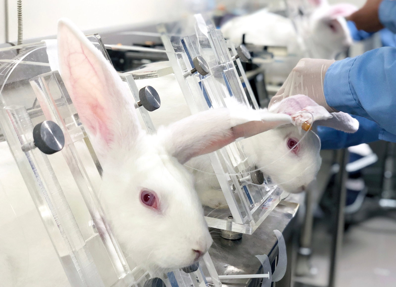 Animal testing to be phased out in the UK « Euro Weekly News